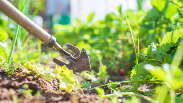 7 Different Weed Removal Methods For Your Garden