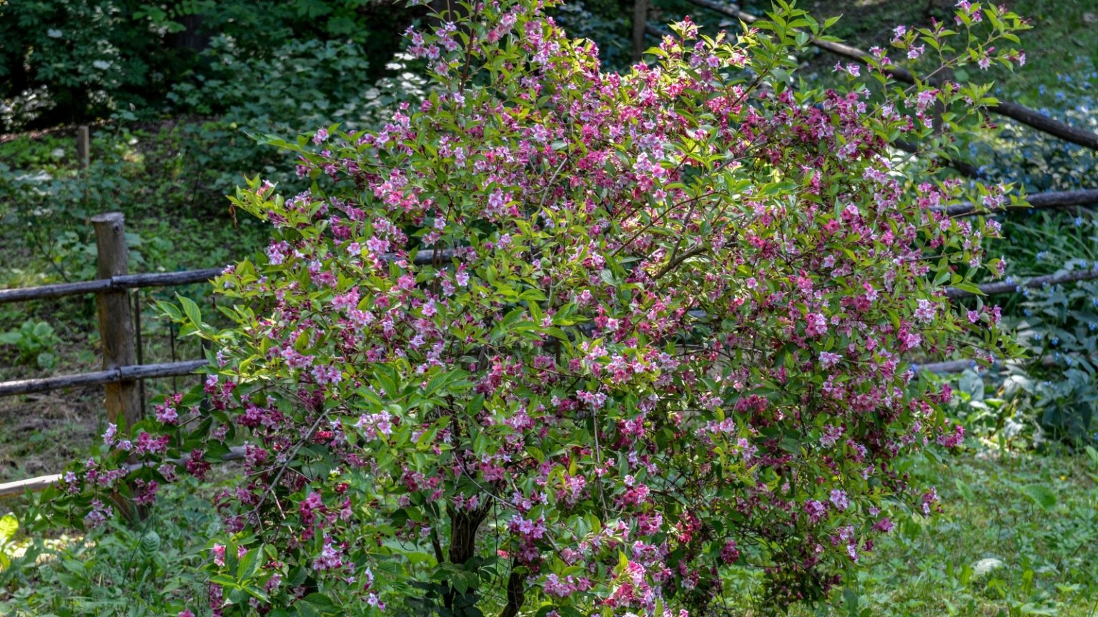 How to Plant, Grow, and Care for 'Wine and Roses' Weigela