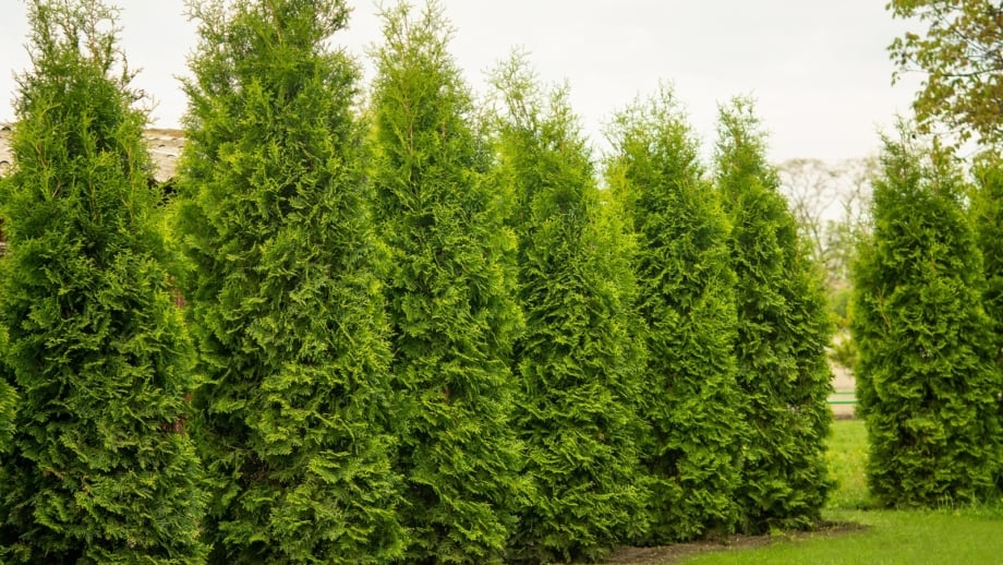19 Arborvitae Types for Home Landscapes