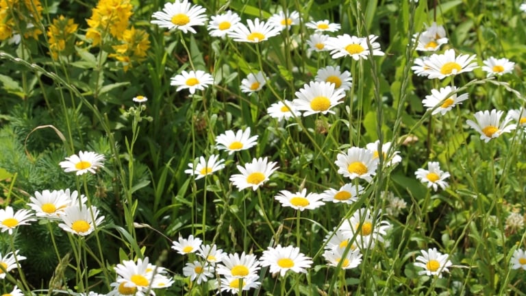 How to Plant, Grow, and Care for Oxeye Daisies