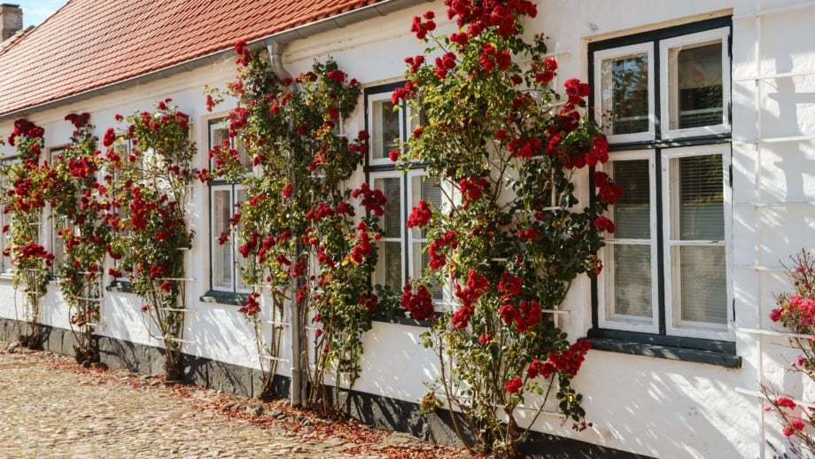 How to Train Climbing Roses