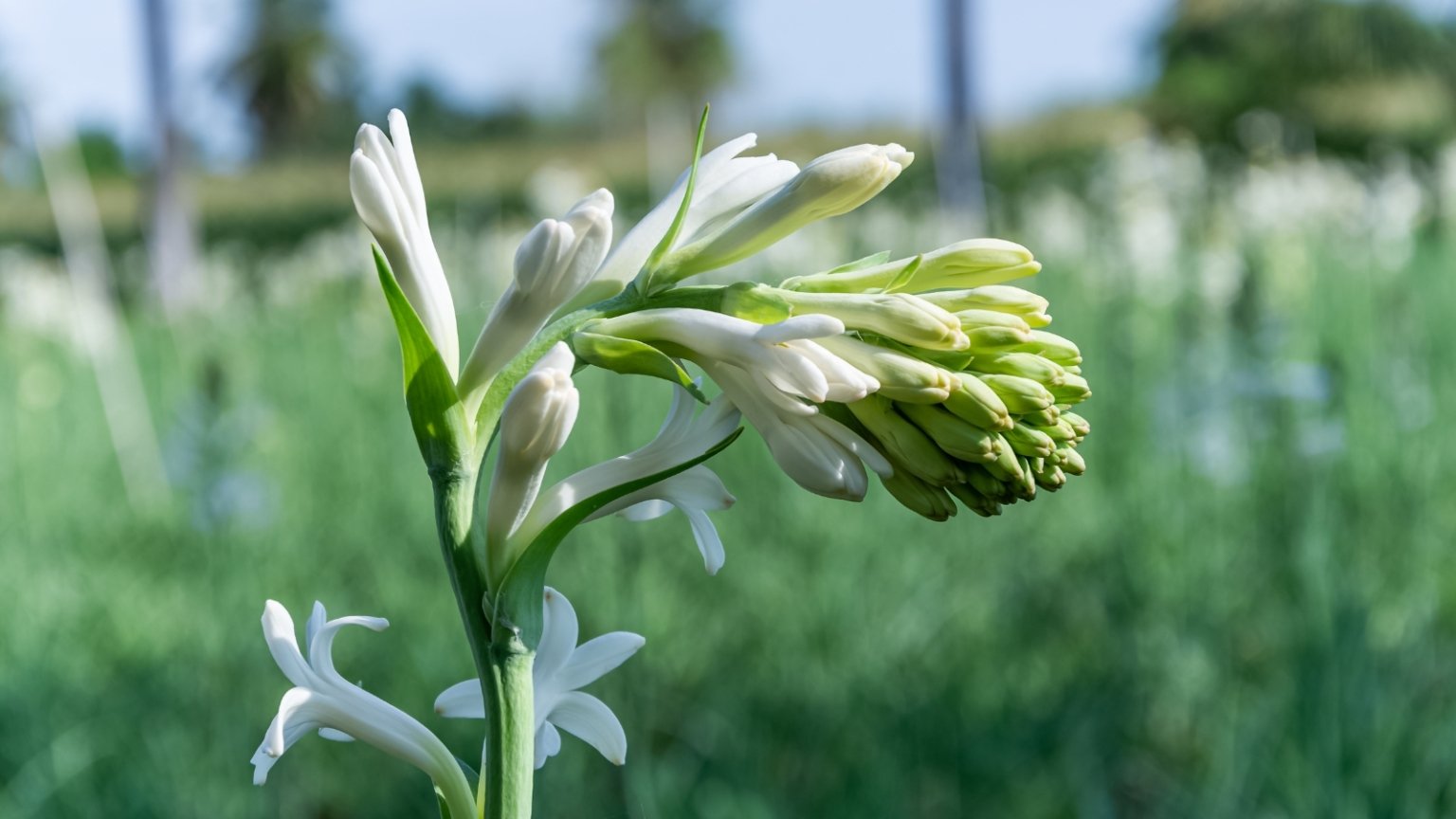 How to Plant, Grow, and Care For Tuberose
