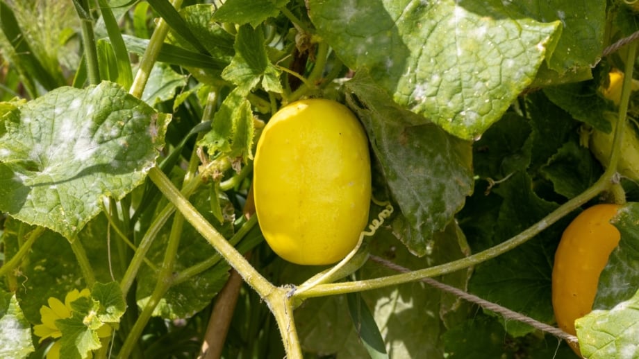 21 Heirloom Vegetables to Plant This Spring