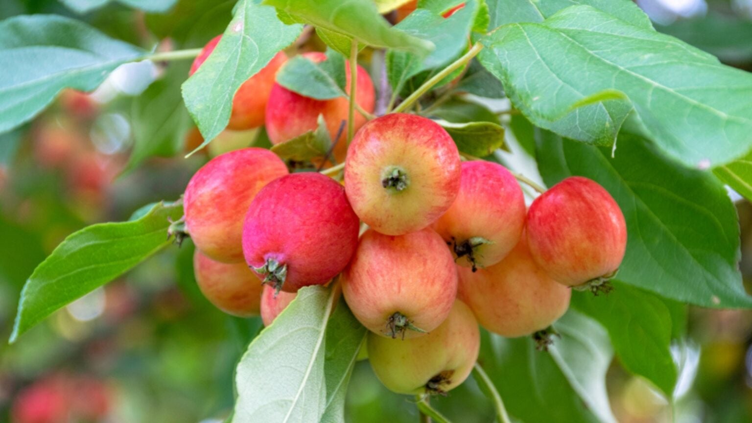 Can You Eat Crab Apples?