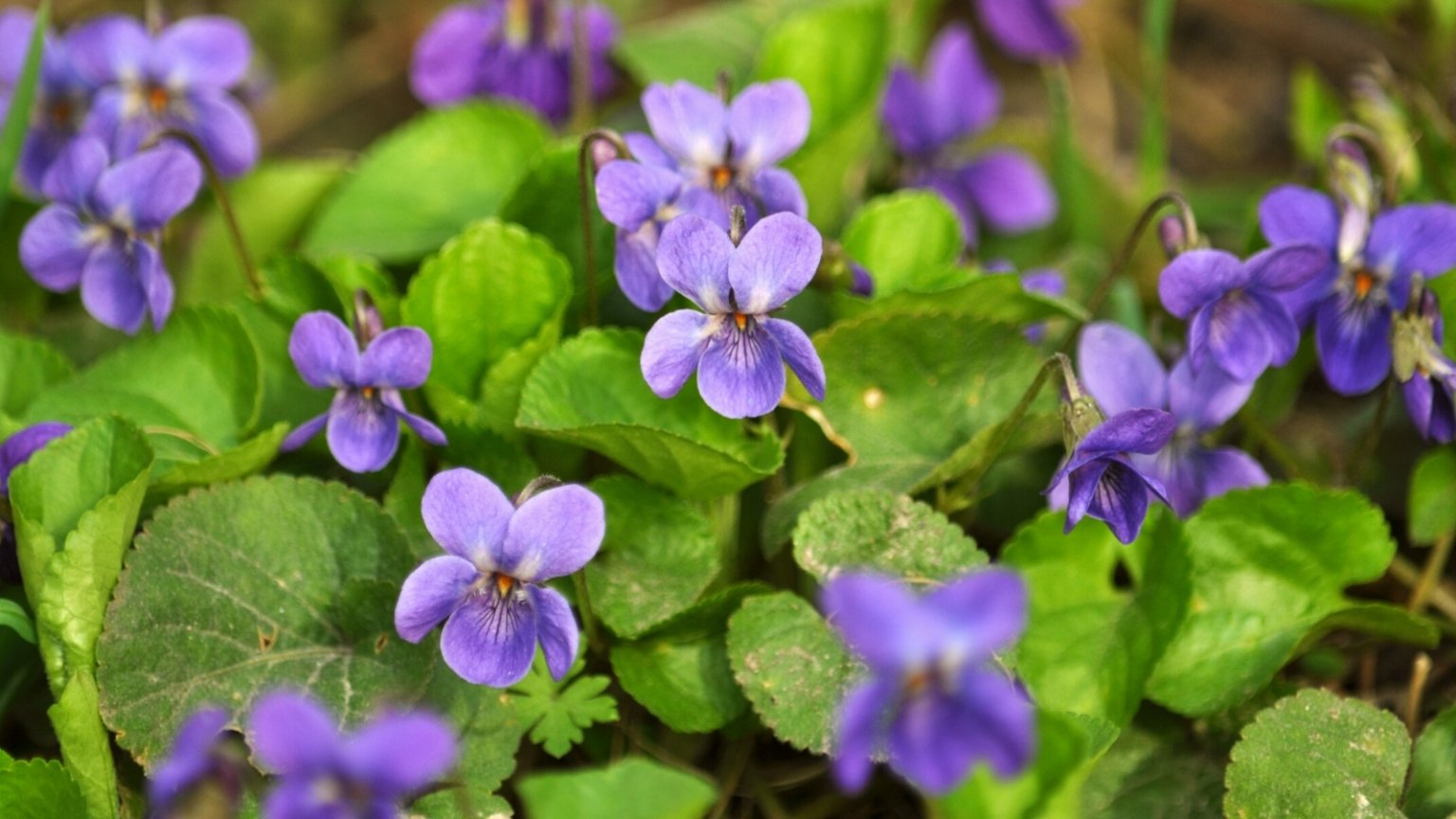 9 Reasons to Embrace the Wild Violets in Your Lawn