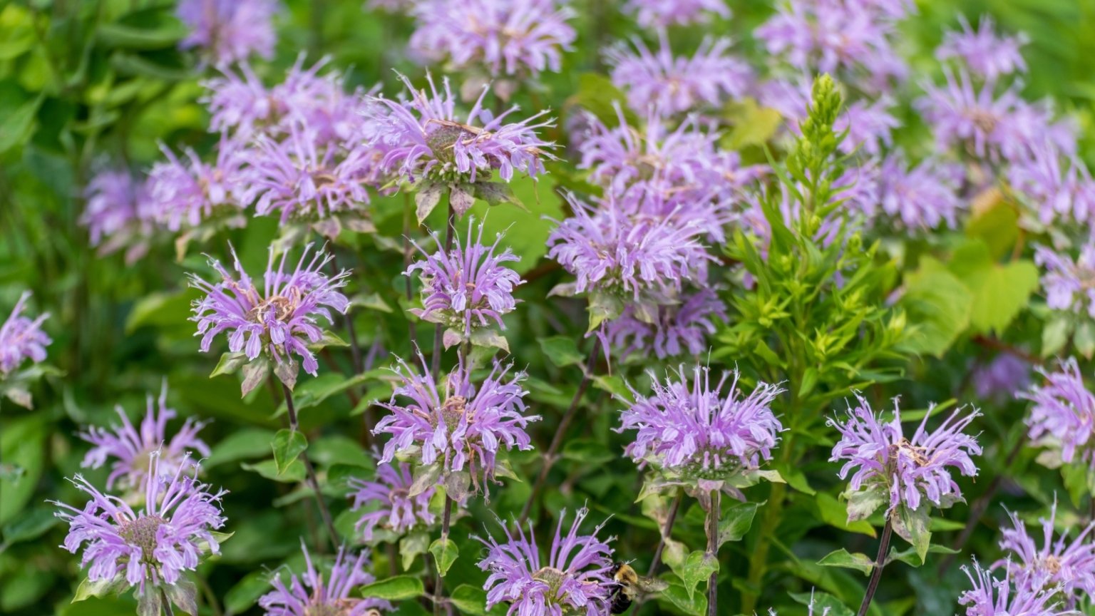 19 Aggressive Native Plants That Can Battle Invasive Species