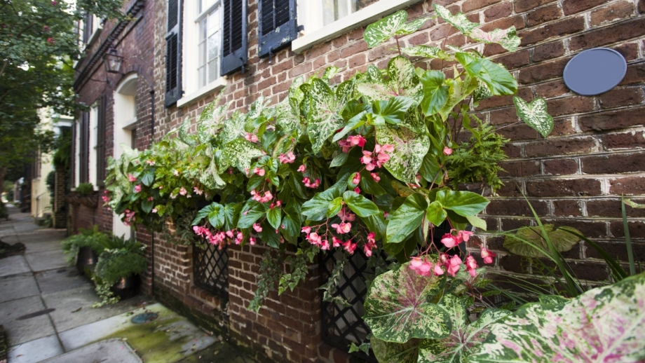 15 Stunning Window Box Flower Ideas