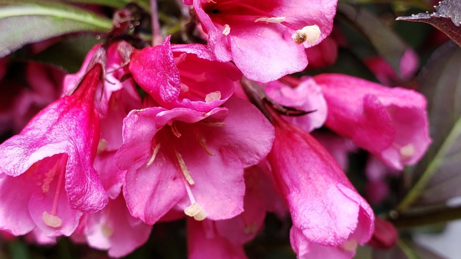 How to Plant, Grow, and Care for 'Wine and Roses' Weigela