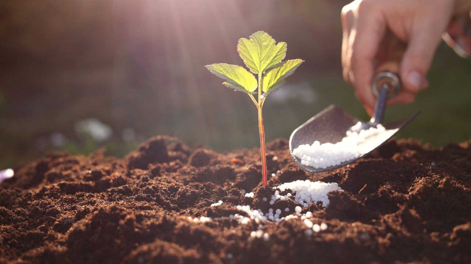 13 Gardening Tasks to Do in May