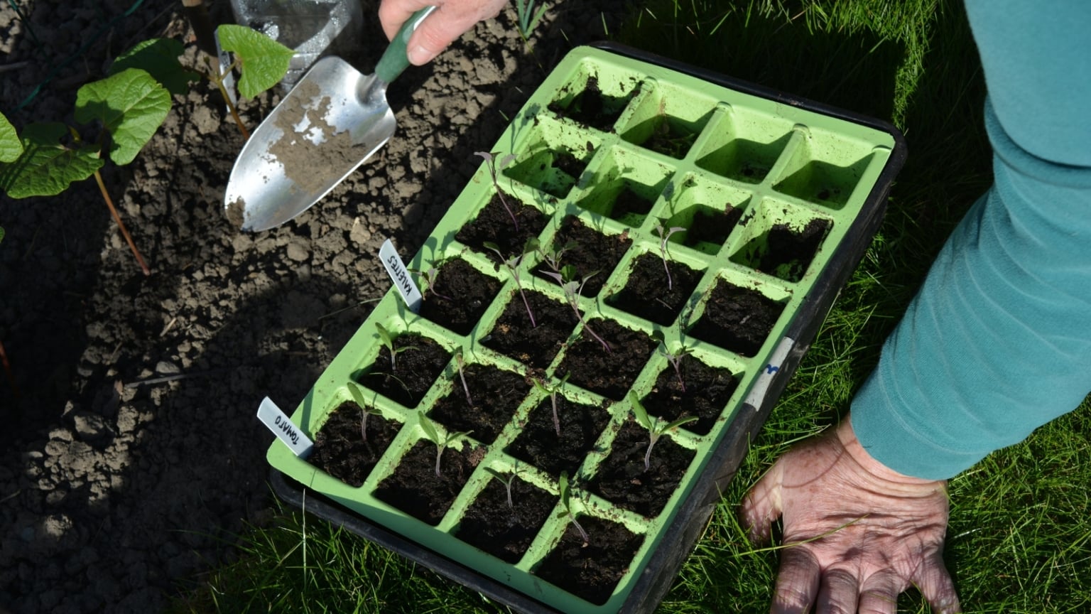 How to Plant, Grow, and Care For Scarlet Runner Beans