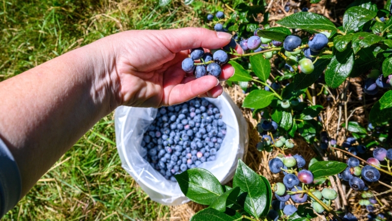 How to Plant, Grow, and Care for 'Duke’ Blueberries