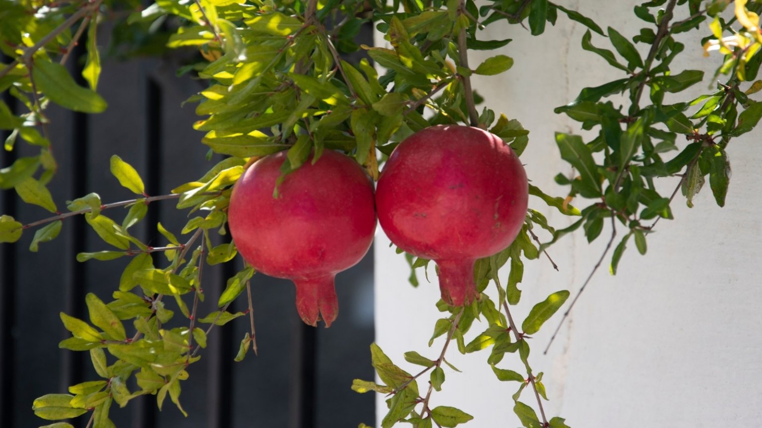How to Plant, Grow, and Care for 'Wonderful' Pomegranate