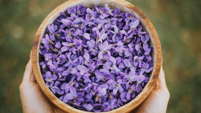 9 Reasons to Embrace the Wild Violets in Your Lawn