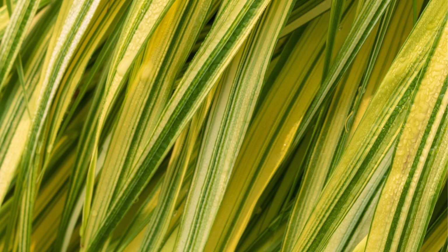 9 Best Varieties of Japanese Forest Grass