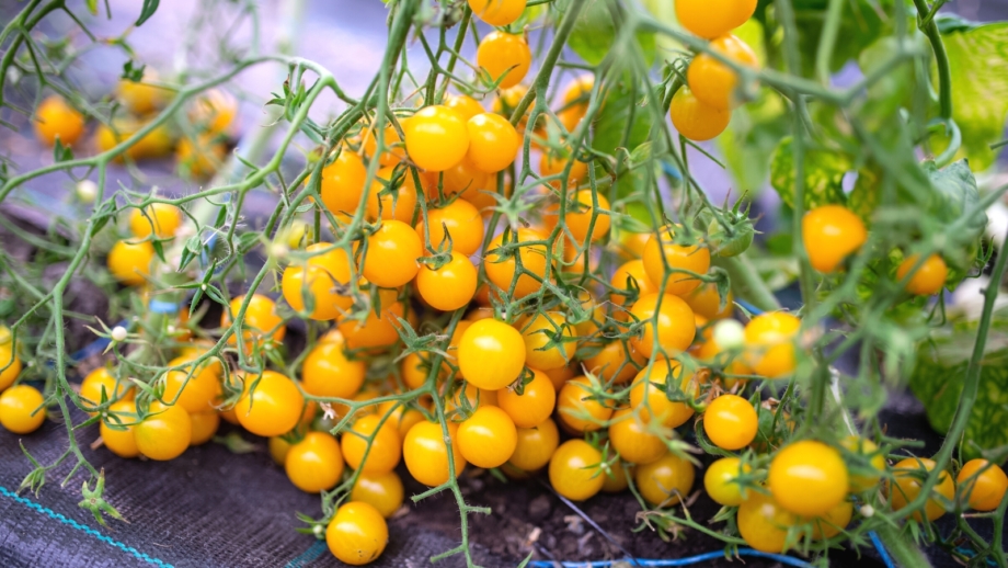 How to Plant, Grow, and Care For ‘Patio Choice Yellow’ Tomatoes