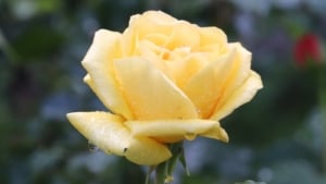 How to Plant, Grow, and Care for Grandiflora Roses