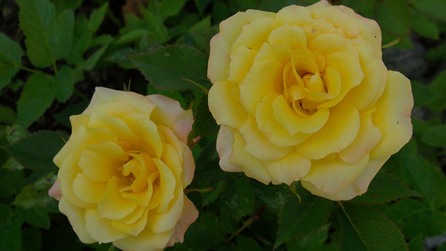 15 Recommended Floribunda Rose Varieties for the Home Garden