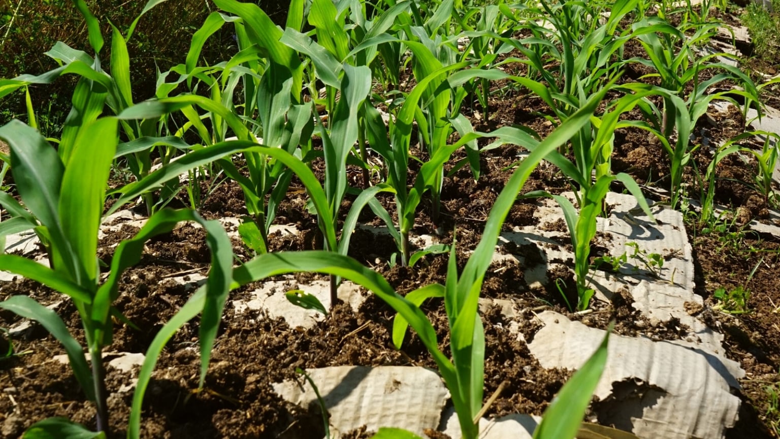 Is Cardboard Safe to Use in the Garden?