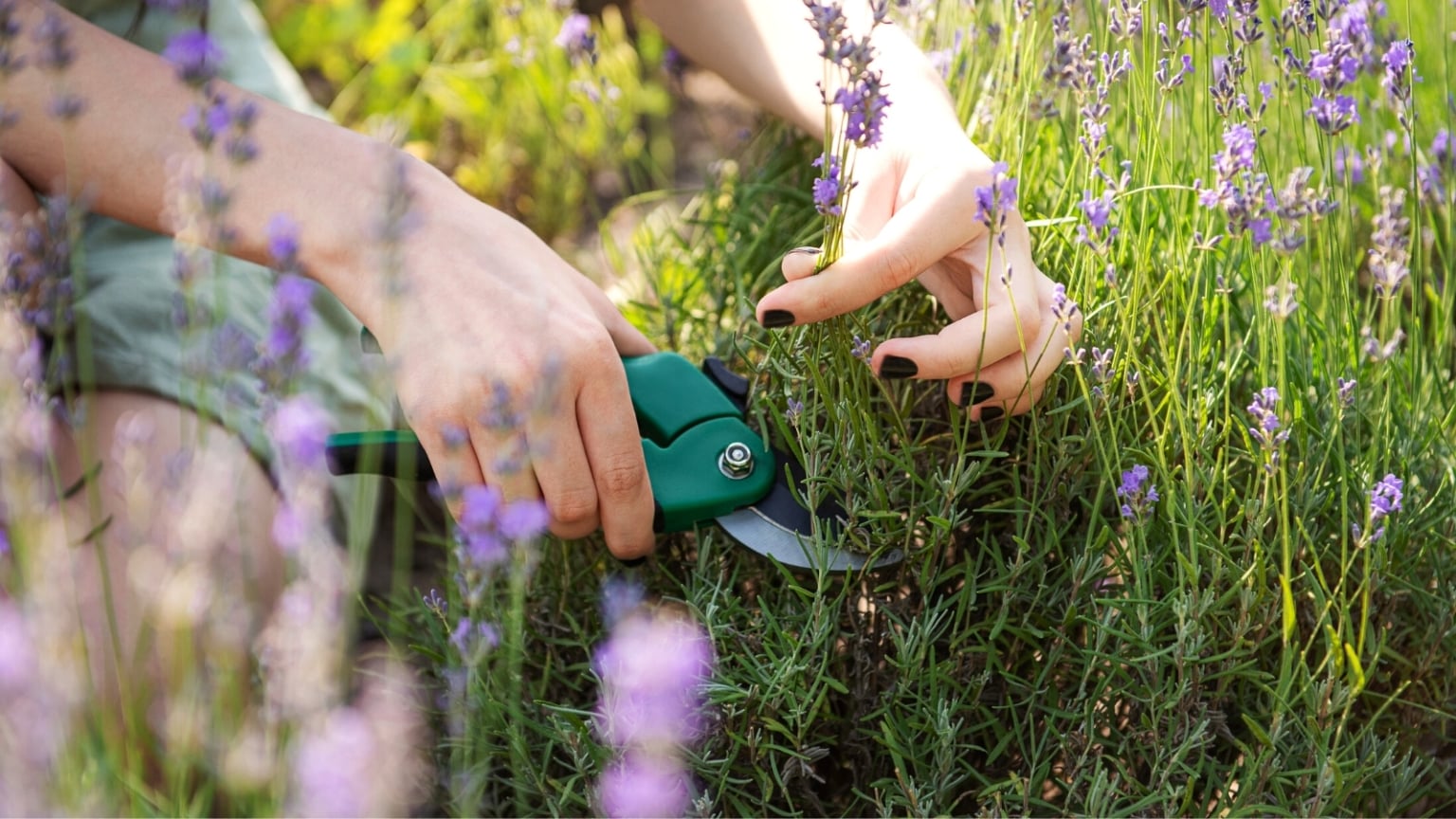 How to Pinch your Plants for Stronger Stems and More Flowers