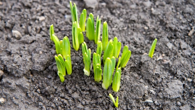 When and How to Prune Daffodils After Blooming