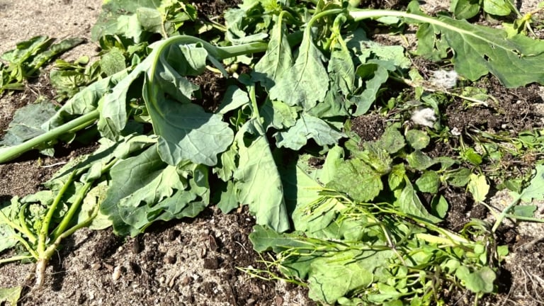 What is the Chop-and-Drop Gardening Technique?