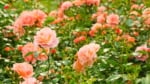 How to Plant, Grow, and Care for Floribunda Roses