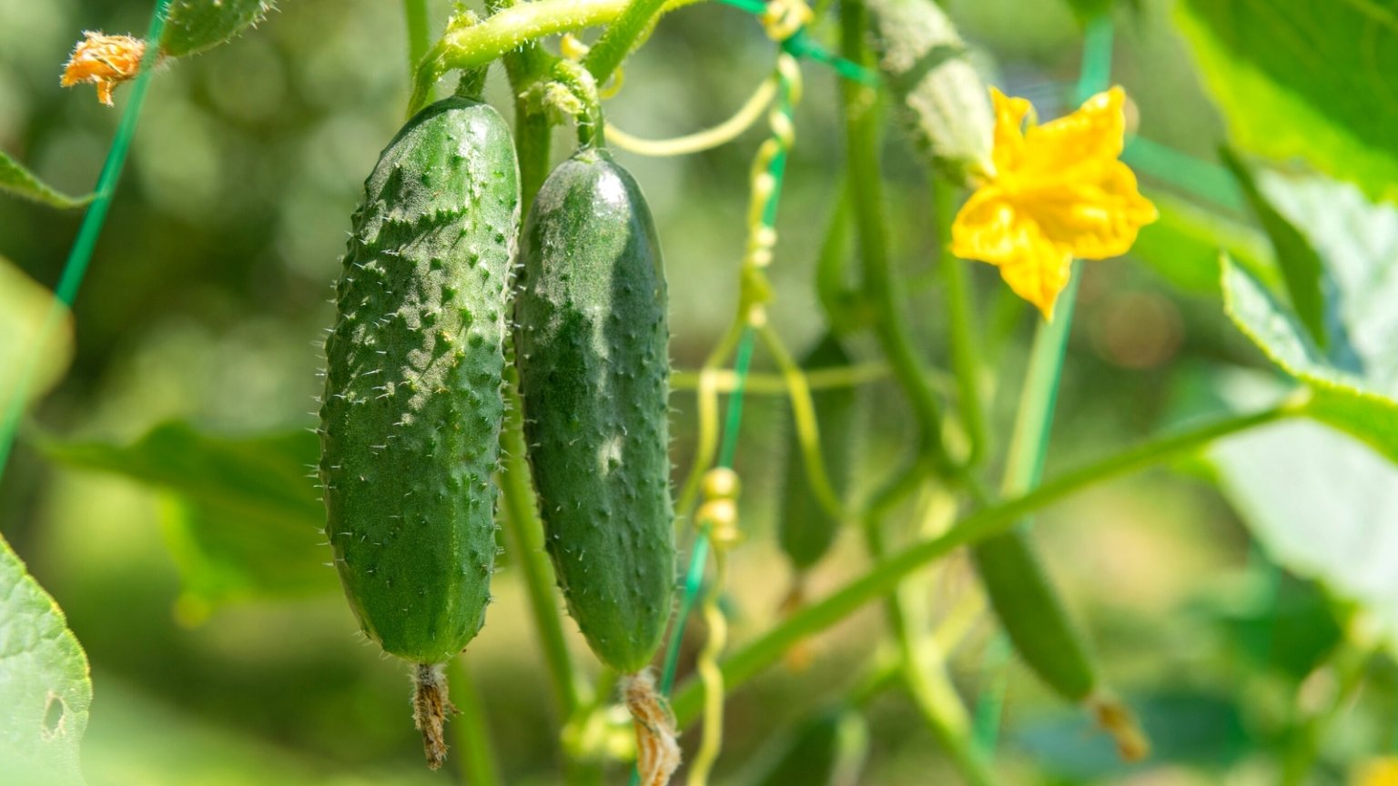 12 Crops to Start Planting This April