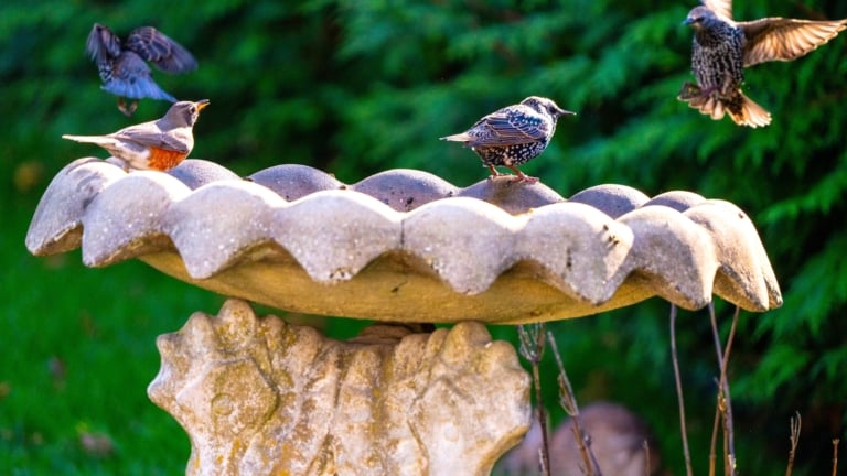 How to Design a Kitchen Garden: French Potager