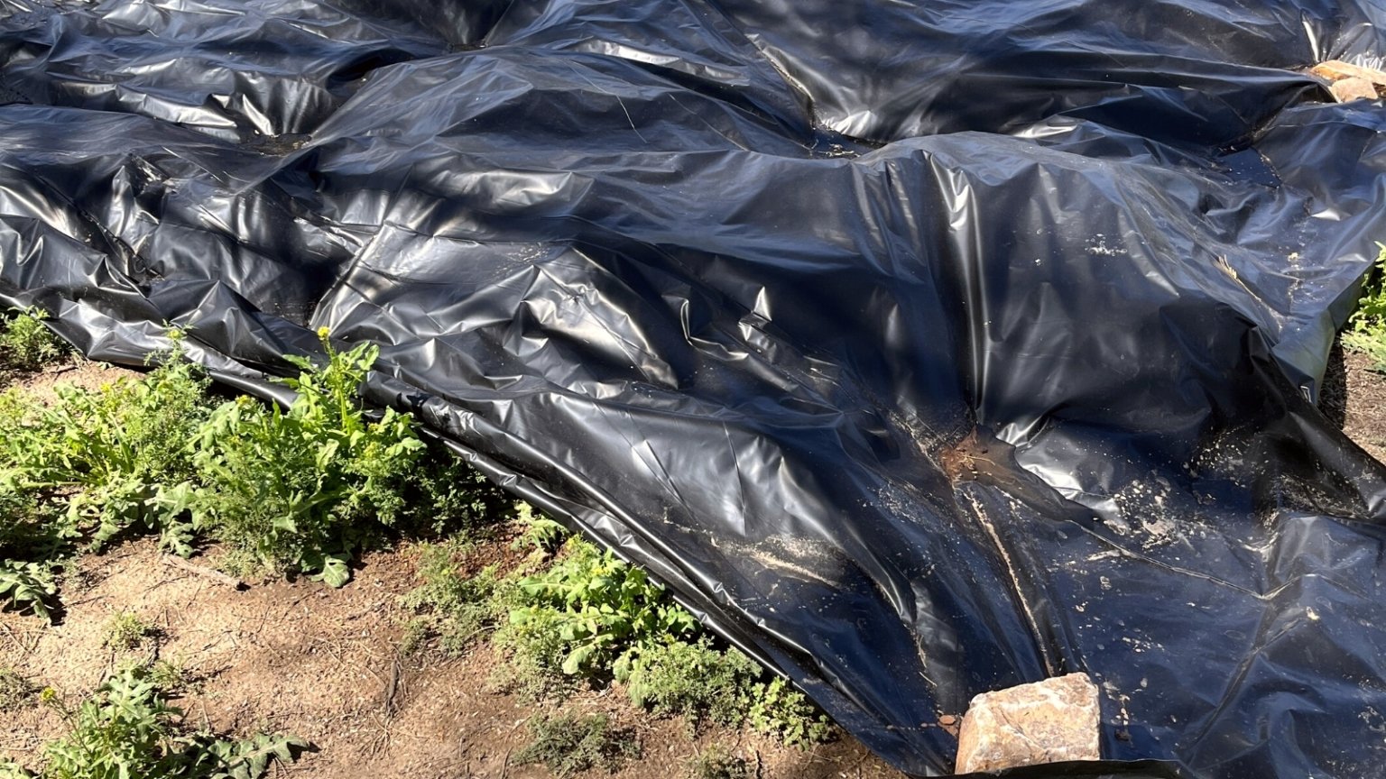 9 Tips for Removing Invasive Plants