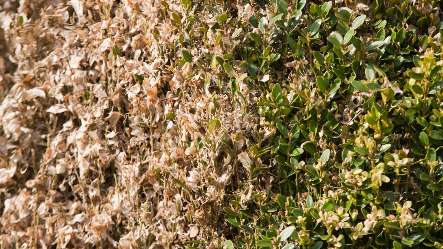 Common Hedge Problems and How To Treat Them - Epic Gardening