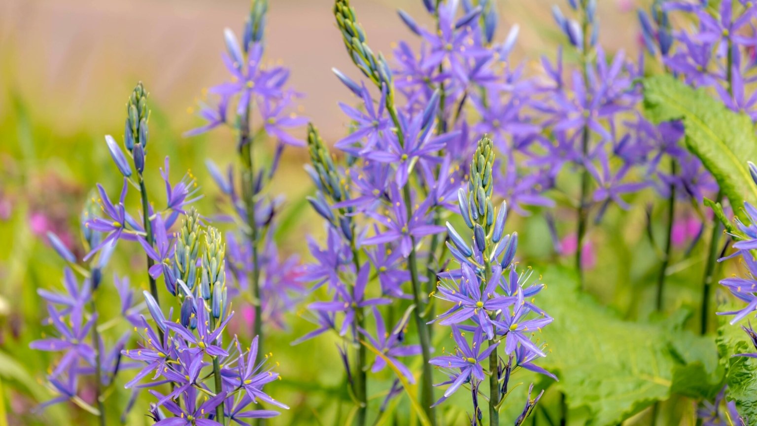 How to Plant, Grow, and Care for Camassia: Camas Flower Tips