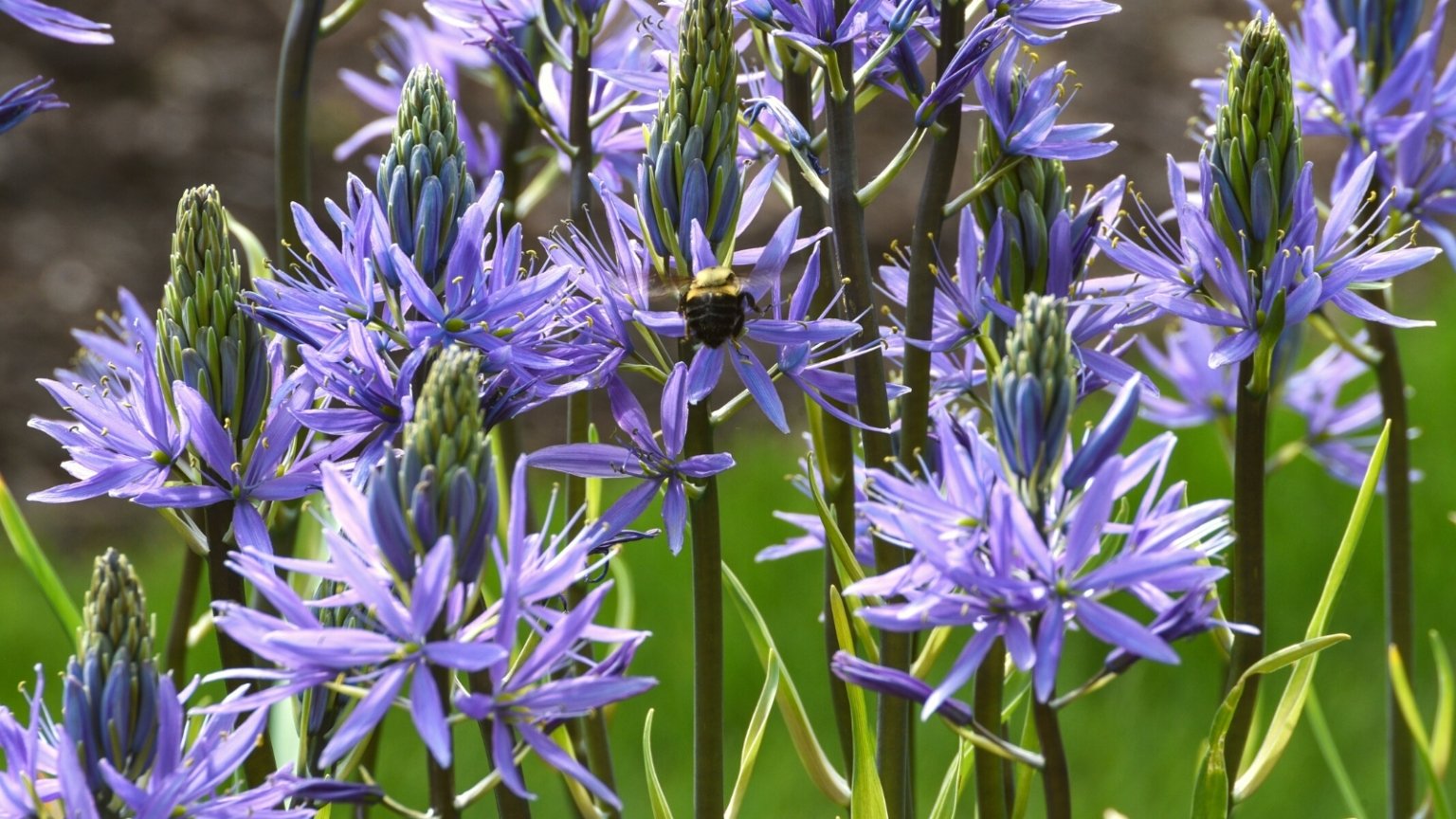 How to Plant, Grow, and Care for Camassia: Camas Flower Tips