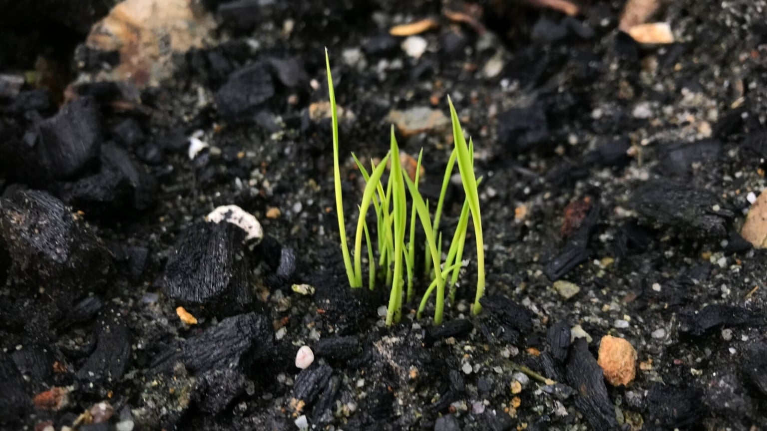 How to Plant, Grow, and Care for Camassia: Camas Flower Tips