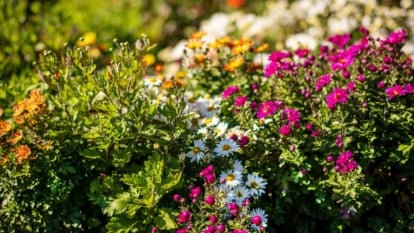 10 Garden Designs for Different Color Schemes