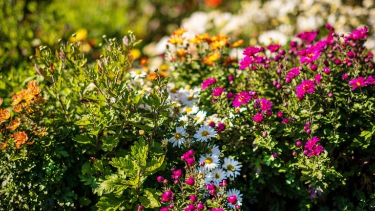 10 Garden Designs for Different Color Schemes