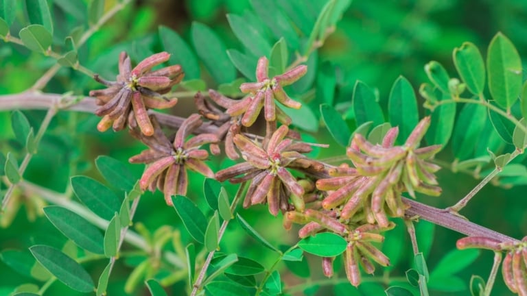 How to Plant, Grow, and Care for Indigo: The Plant World's Natural Blue Dye