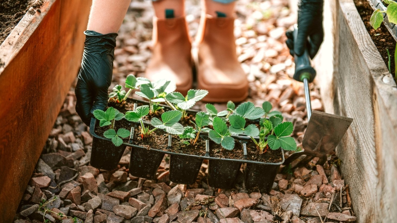 How to Grow Strawberries from Seed