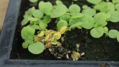 Seedlings Wilting? How to Control and Prevent Damping Off