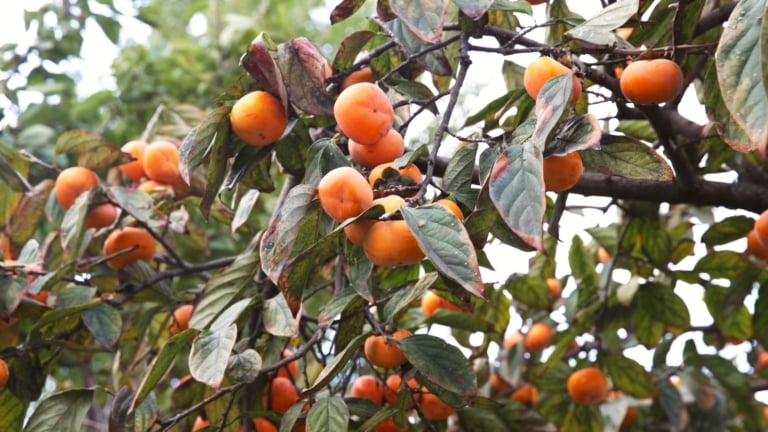 How to Plant, Grow, and Care For 'Fuyu' Persimmon