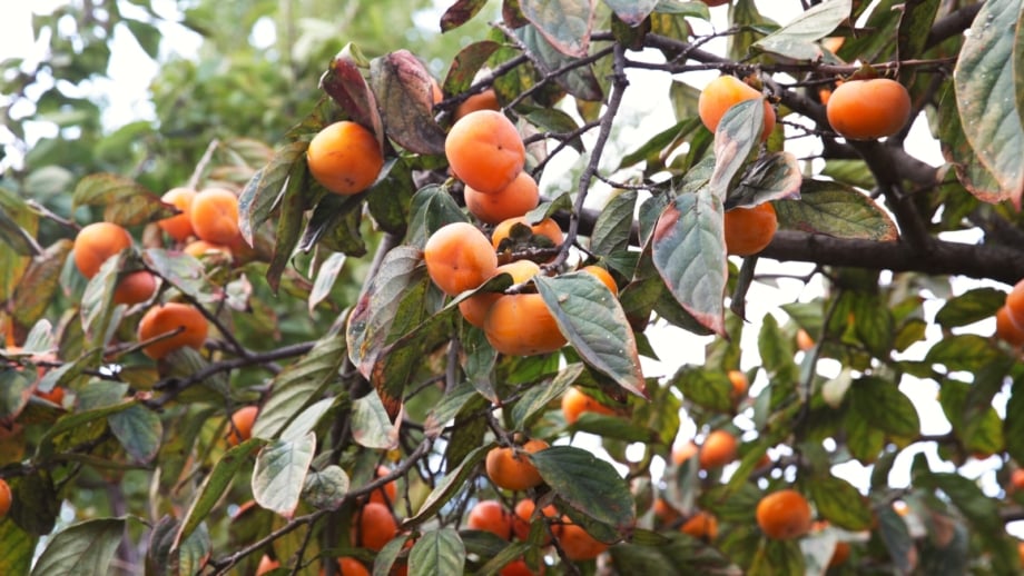 How to Plant, Grow, and Care For 'Fuyu' Persimmon