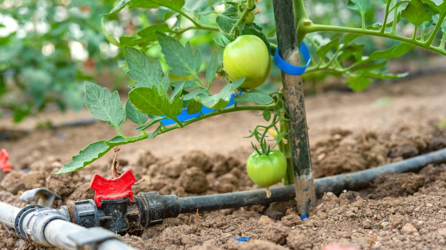 9 Tips to Make Tomato Plants Grow Faster