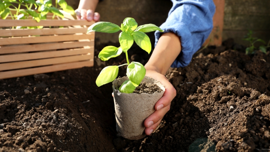 7 Eco-Friendly Garden Practices to Adopt for Earth Day