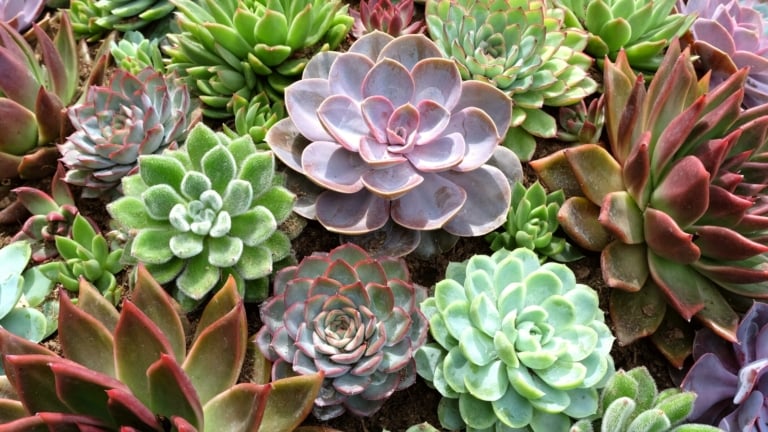 29 Echeveria Varieties for Your Succulent Garden