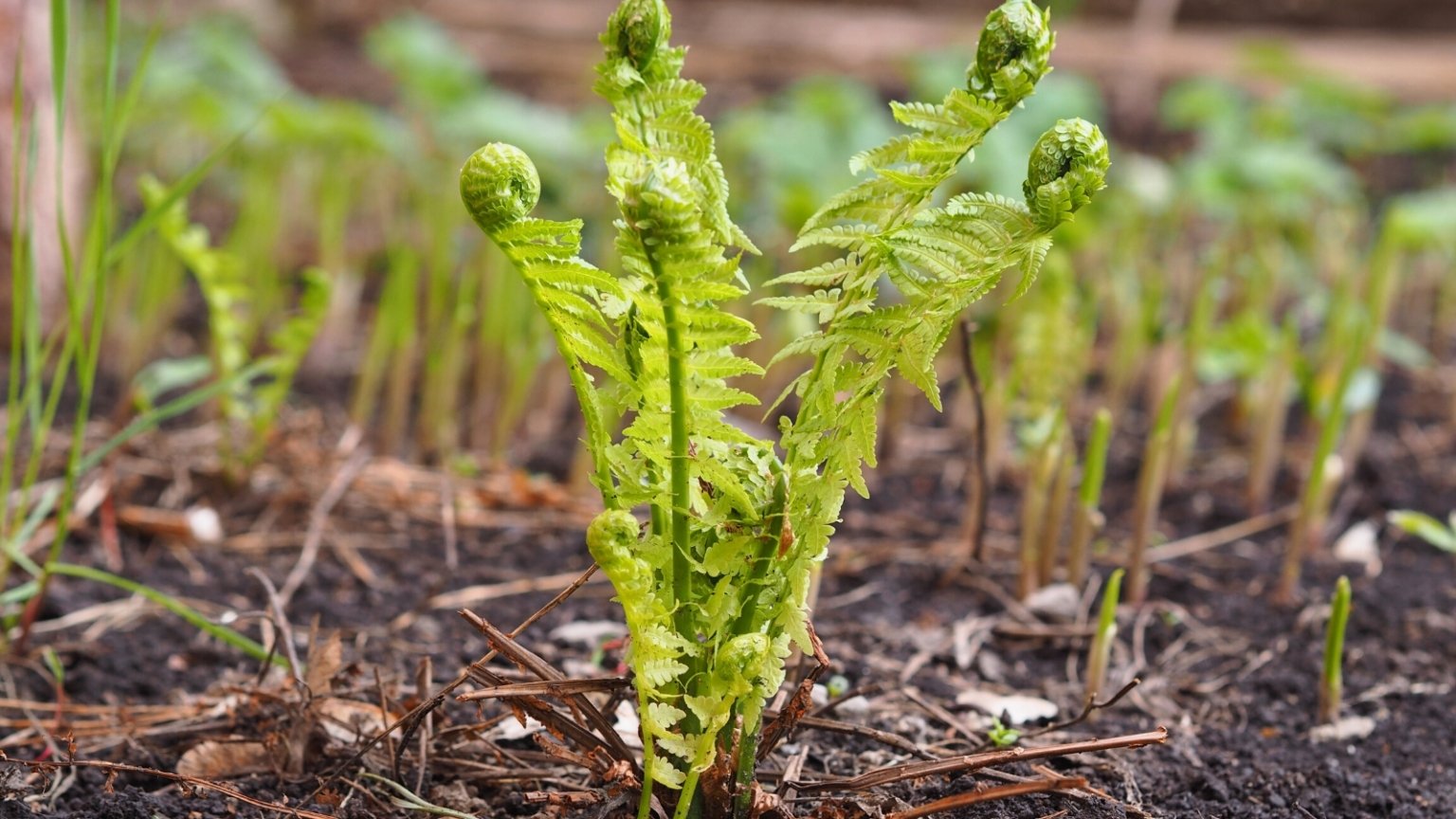 How to Plant, Grow, and Care for Tree Ferns