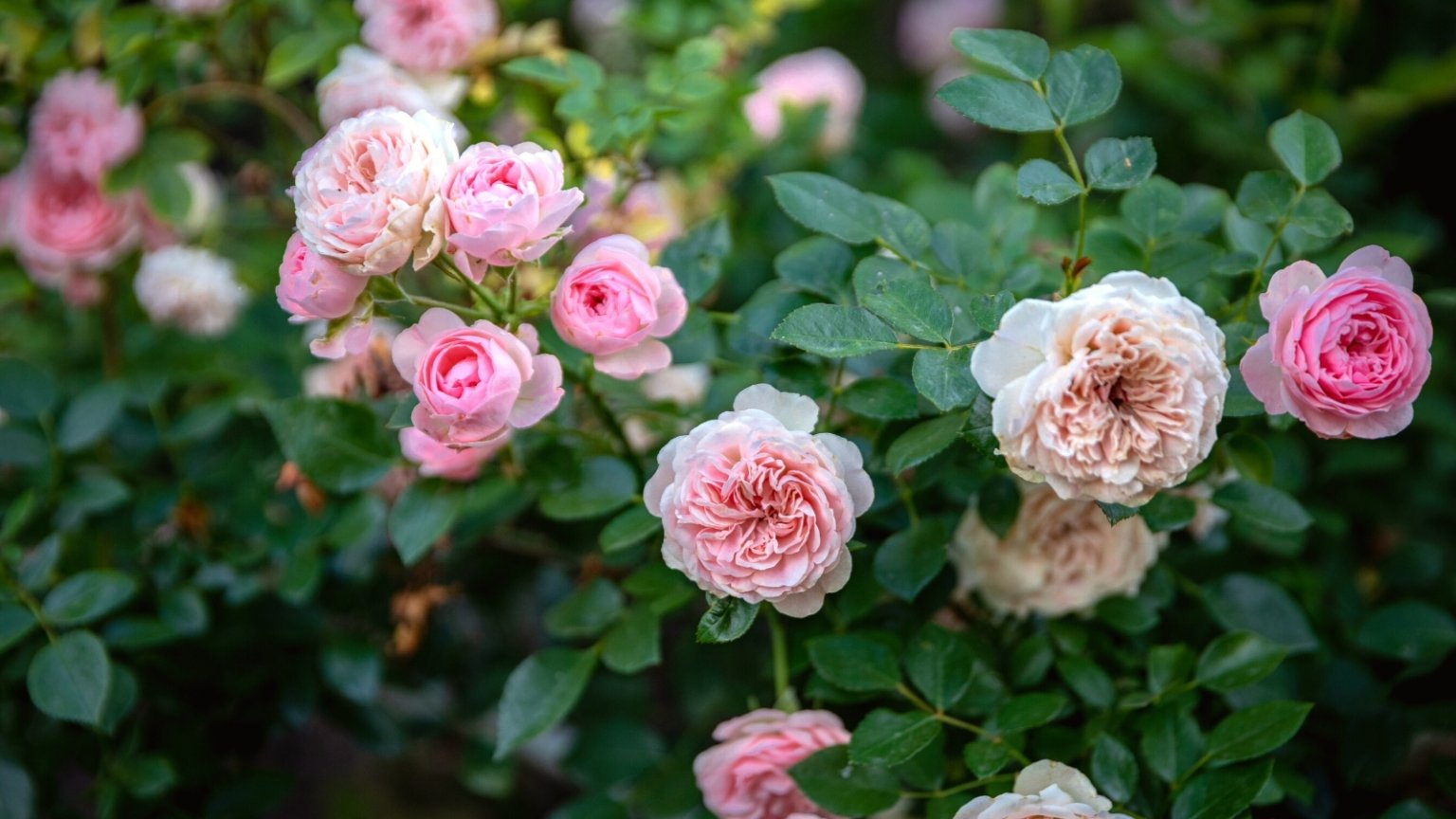 How to Plant, Grow, and Care for Floribunda Roses