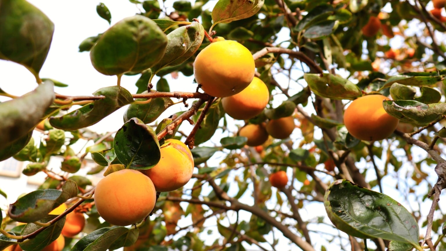 How to Plant, Grow, and Care For 'Fuyu' Persimmon