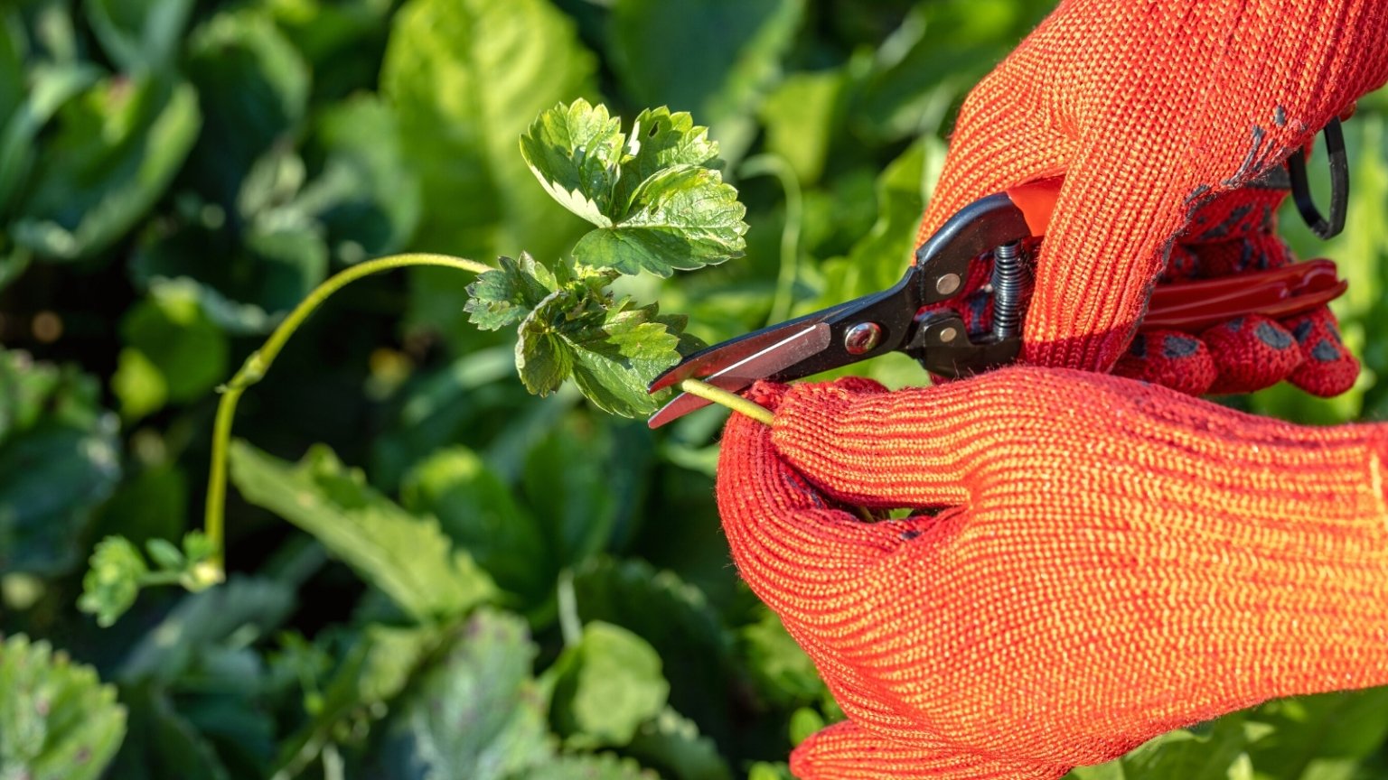 How to Grow Strawberries from Seed
