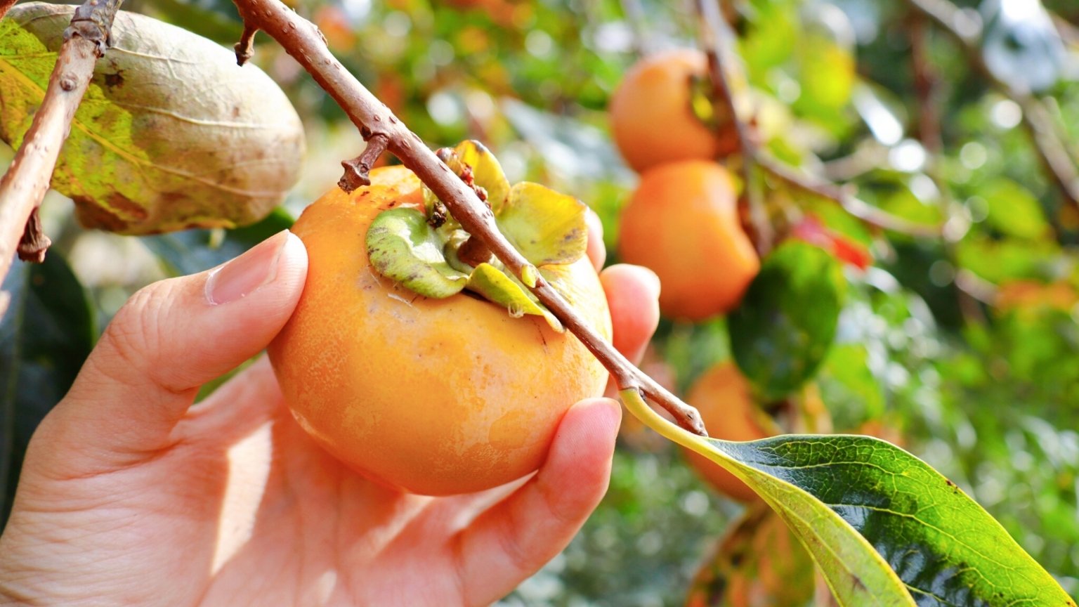 How To Plant Grow And Care For Fuyu Persimmon