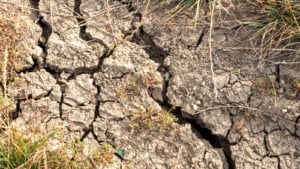 7 Steps to Improve Hard Soil, Fast