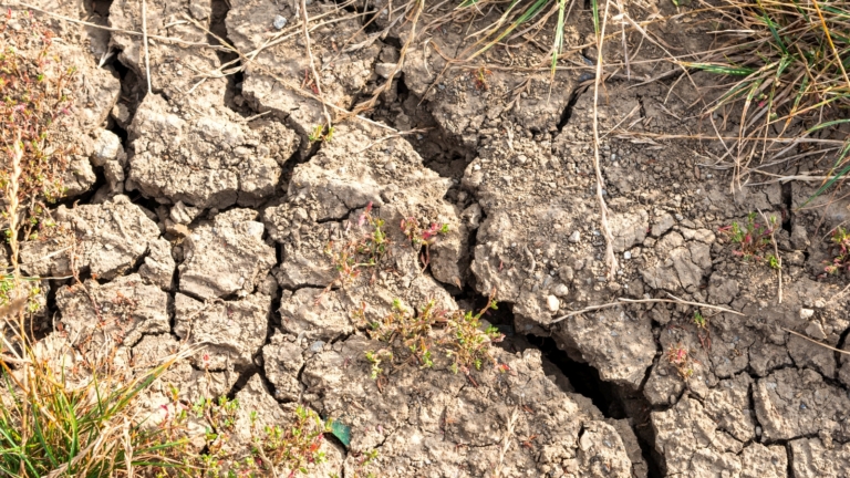 7 Steps to Improve Hard Soil, Fast